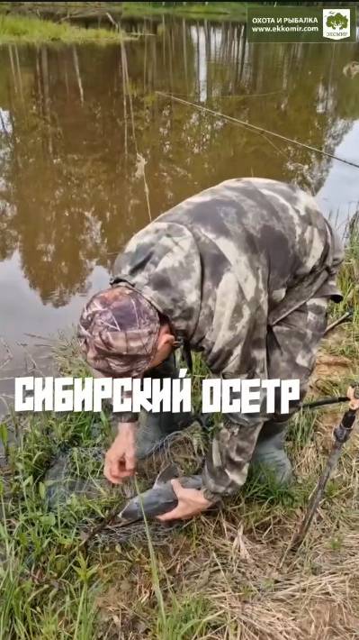 Сибирский осетр