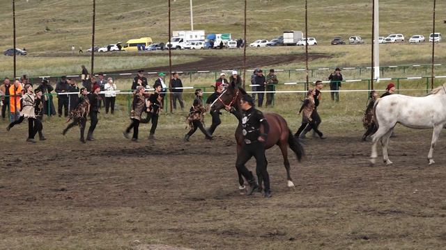 Башкирская лошадь Баймак 2024 год