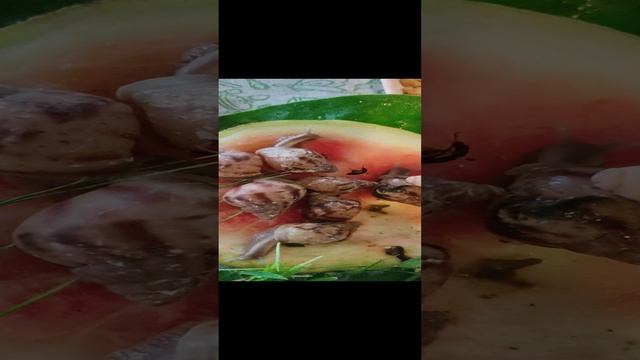 Дети улиток АХАТИН. Растут, как на дрожжах)