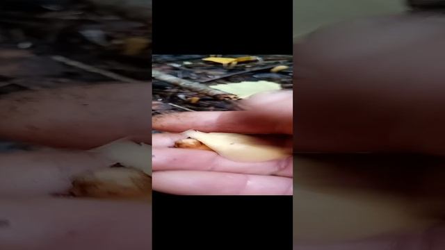 ГРИБОЧКИ КАК ЛИСТОЧКИ.