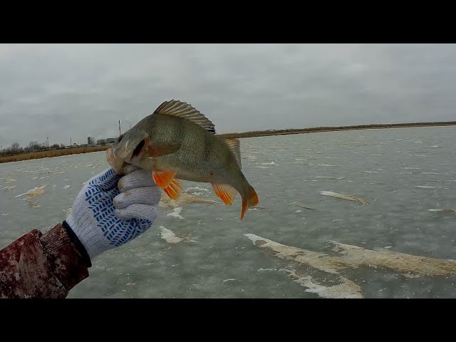 ПЕРВЫЙ ЛЁД И ПЕРВЫЕ ГОРБАЧИ СЕЗОНА 20-21