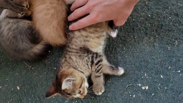 Котята Белки после обеда