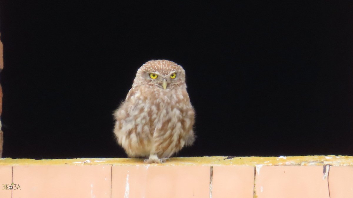 Домовый сыч - маленькая "ночная Афина". Рассказ