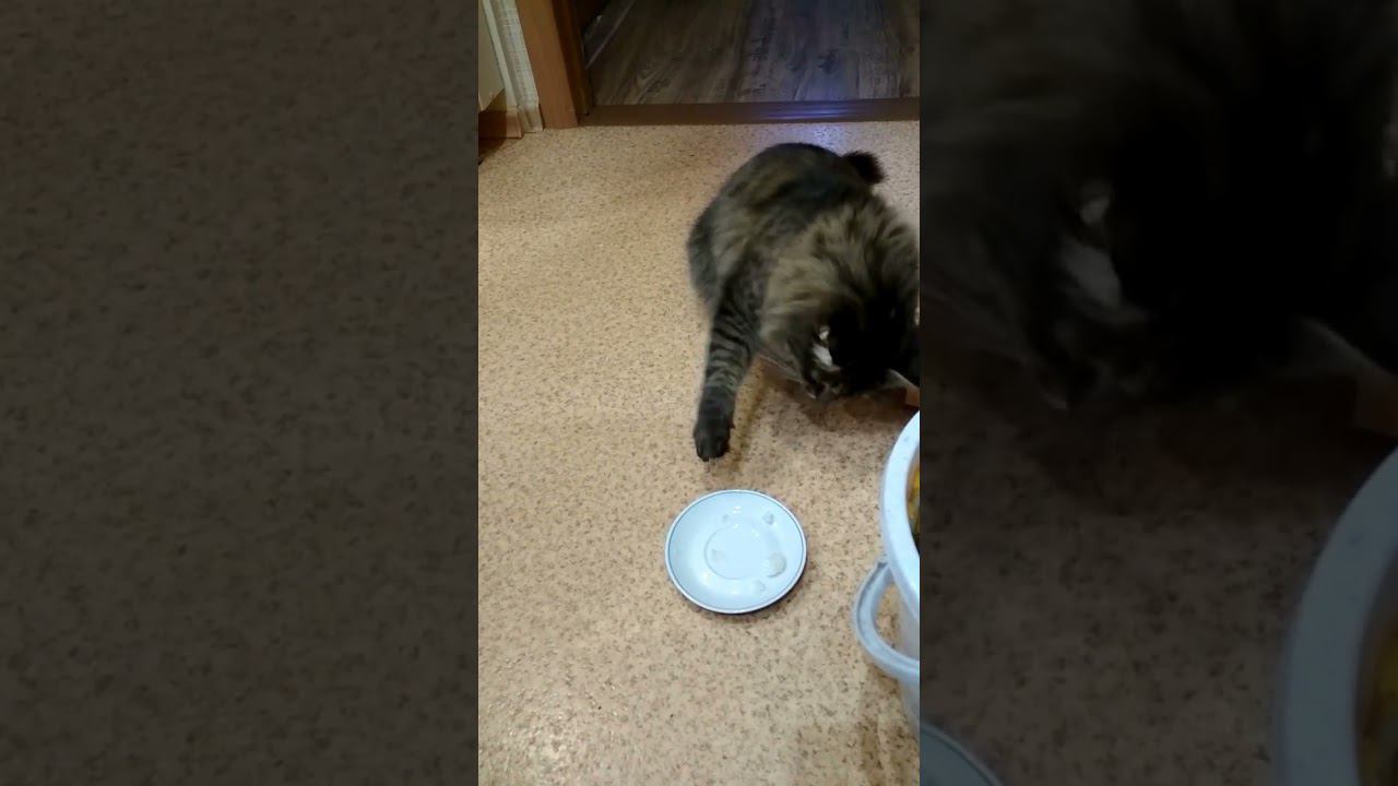 Стёпка завтракает.