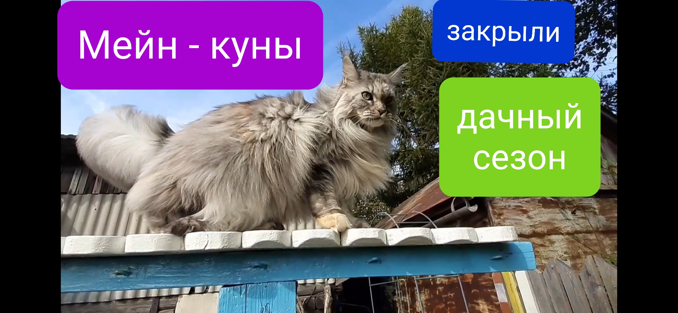 Мейн куны закрыли дачный сезон. 17 сентября 2022 год.