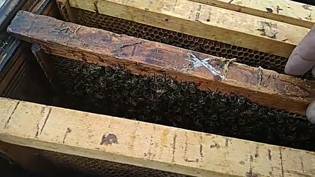 Слабая пчелиная семья (отводок).