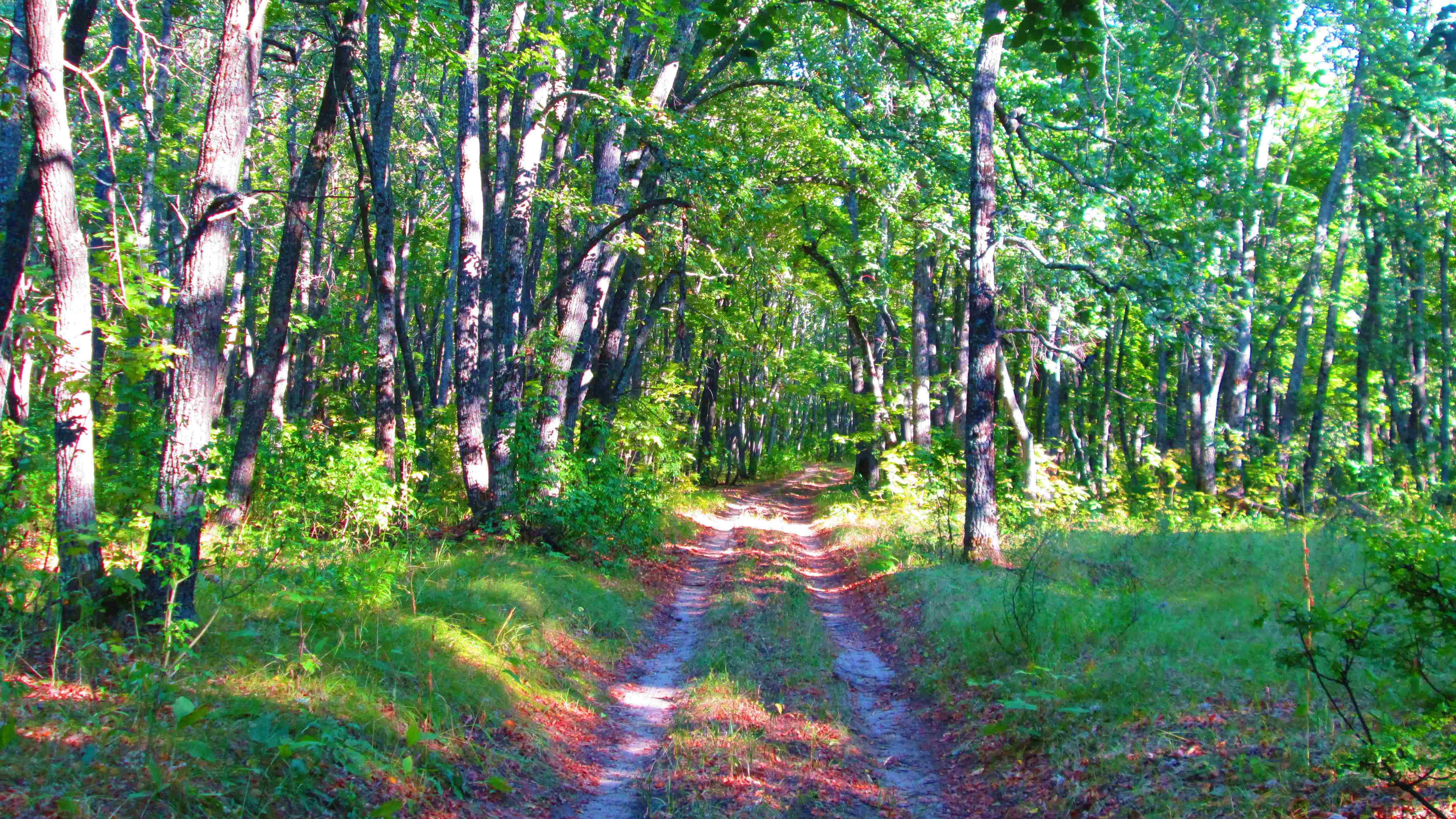 Прогулка по лесу