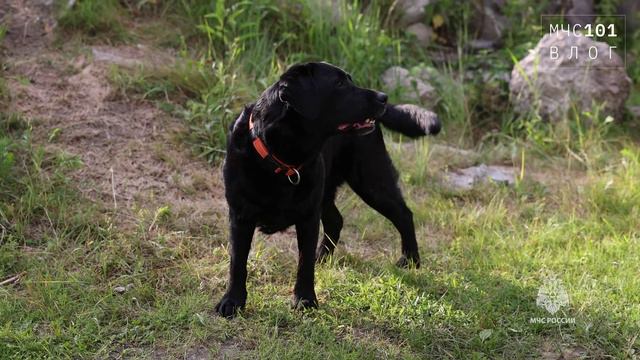 МЧС ВЛОГ | Проходим аттестацию ИНСАРАГ