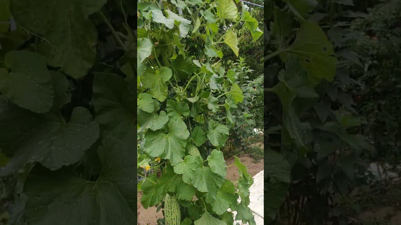 27 августа 2023г на даче в Узбекистане