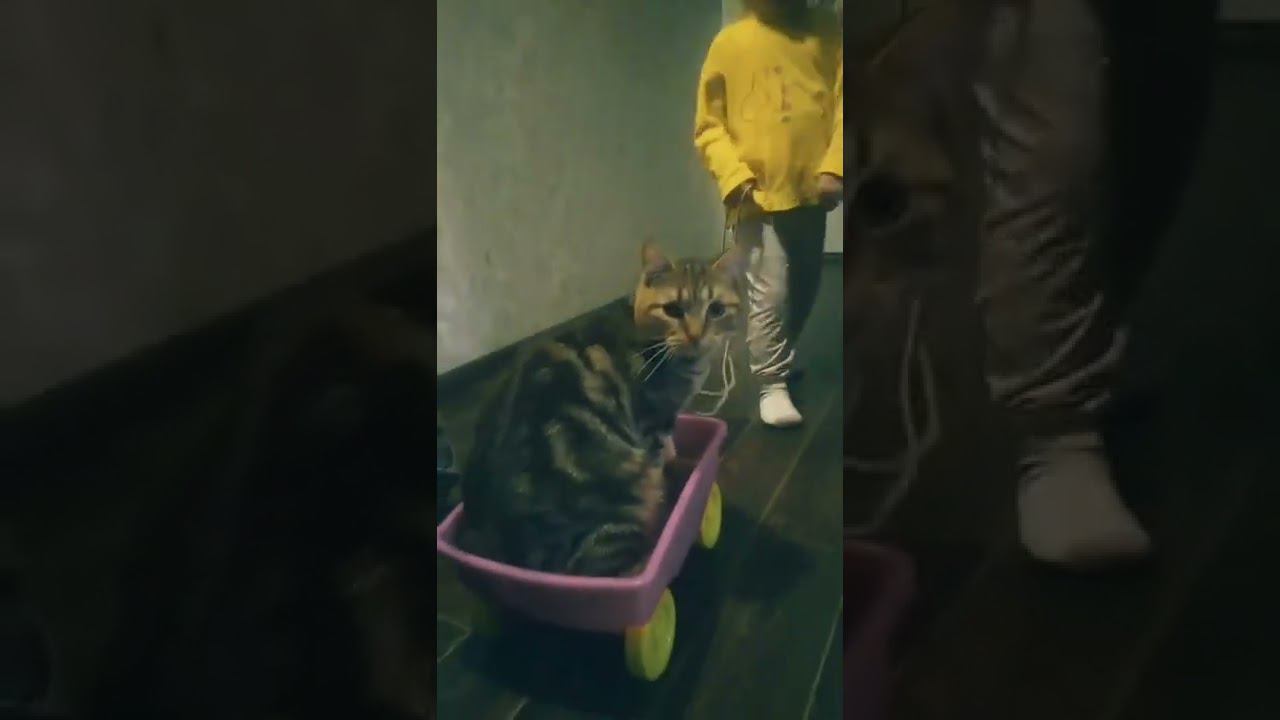 Кот стёпа ездит на тележечке)