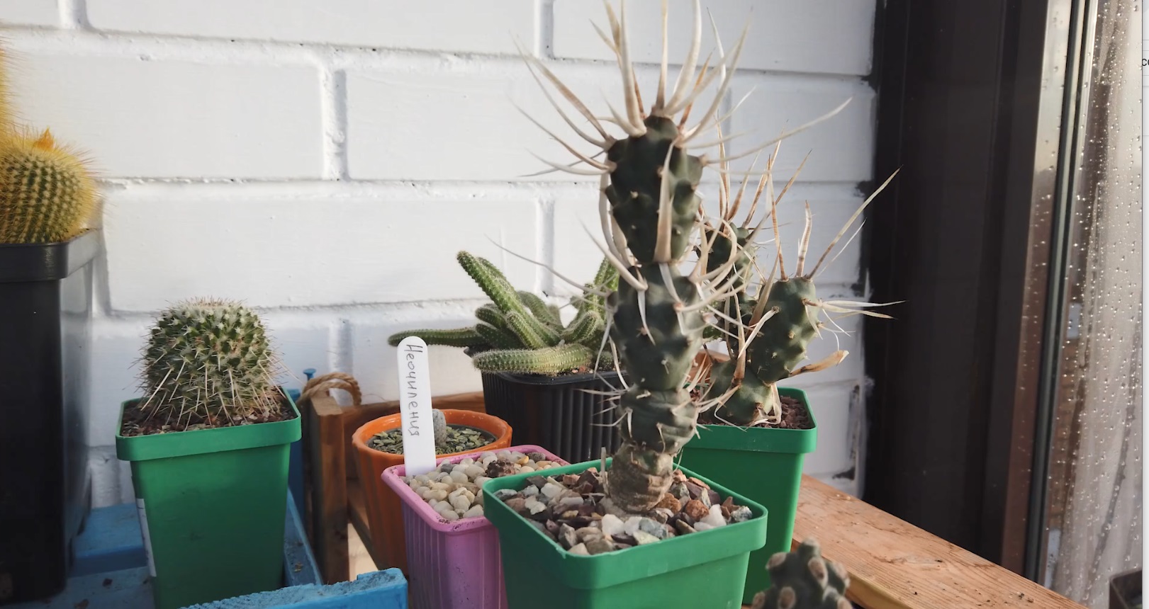 Кактусы в ноябре. Подготовка к зимовке. Балкон -подоконник. Мини-экскурсия по коллекции.  05.11.2023