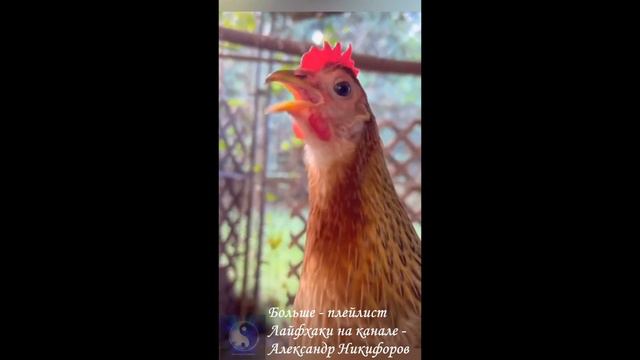 Юмор. Как тут не плакать от смеха