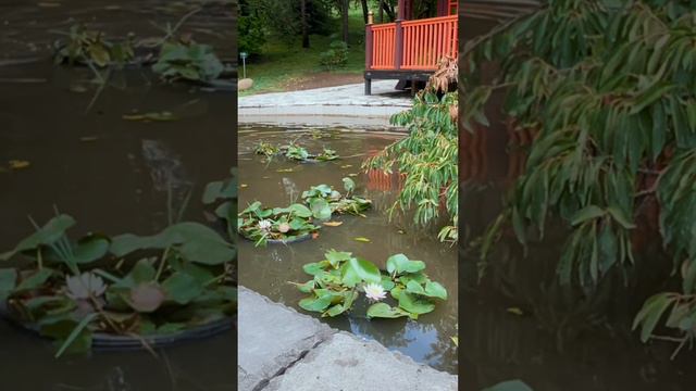 ПУТЕШЕСТВИЕ ПО СКАЗОЧНОМУ ДЕНДРАРИЮ В СОЧИ