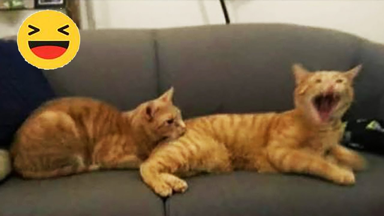 |Смешные видео с котами ? | Лучшие, смешные видео с кошками | приколы с животными|№12