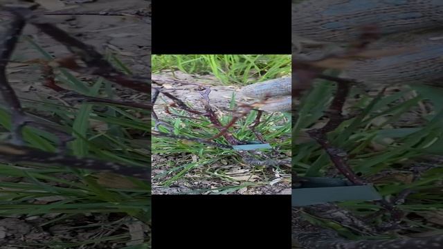 Актинидия. Особенности выращивания молодого побега