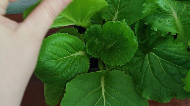 Салат и Пекинская капуста НА ОКНЕ