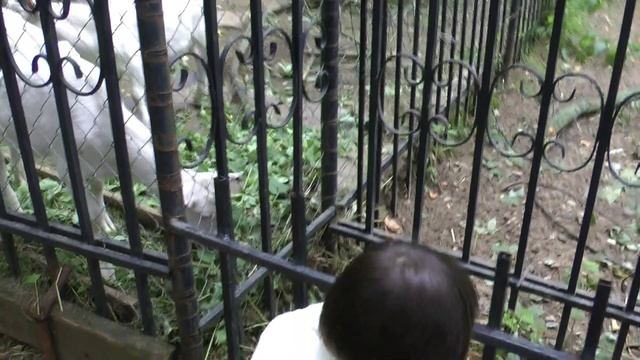 Живой уголок.mp4