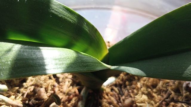 ПИТАХАЙЯ и другие растения и почему хочу отказаться от ОРХИДЕЙ