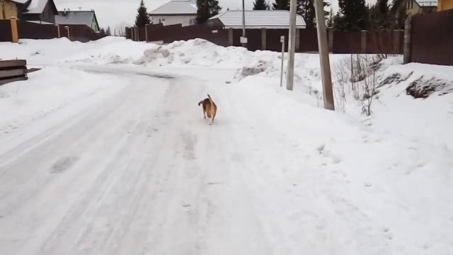 Джек и Айка на прогулке за городом.mp4