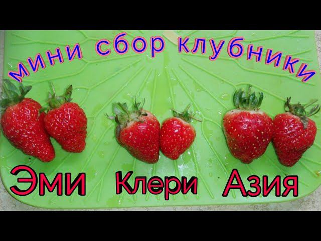 Выращивание клубники на подоконнике