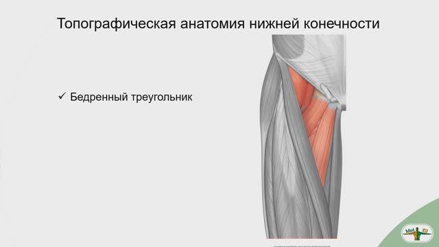 Топография бедренного треугольника