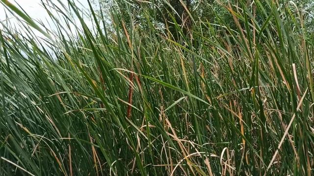 Камыш