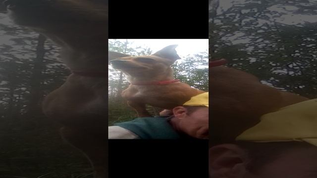 Побег от медведя#медведь