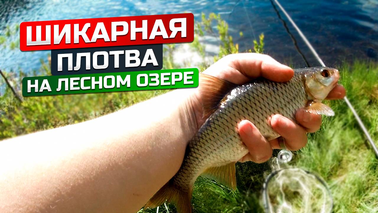 Крупная осторожная плотва. Короткая рыбалка на чистом лесном озере