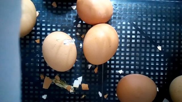 как вылупляются цыплята. (720p).mp4