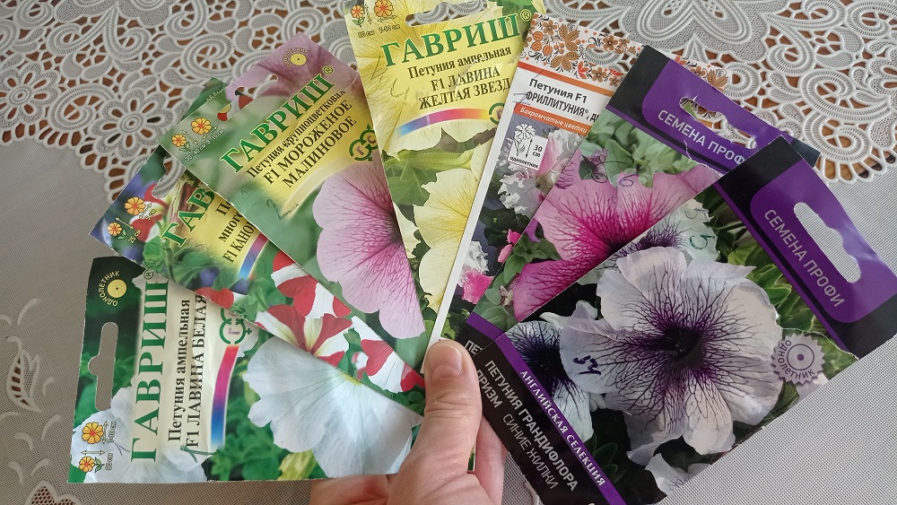 Петунии две недели!#петуния#петунияизсемян#петуниявыращивание#петуниялегко#петунияобзор#