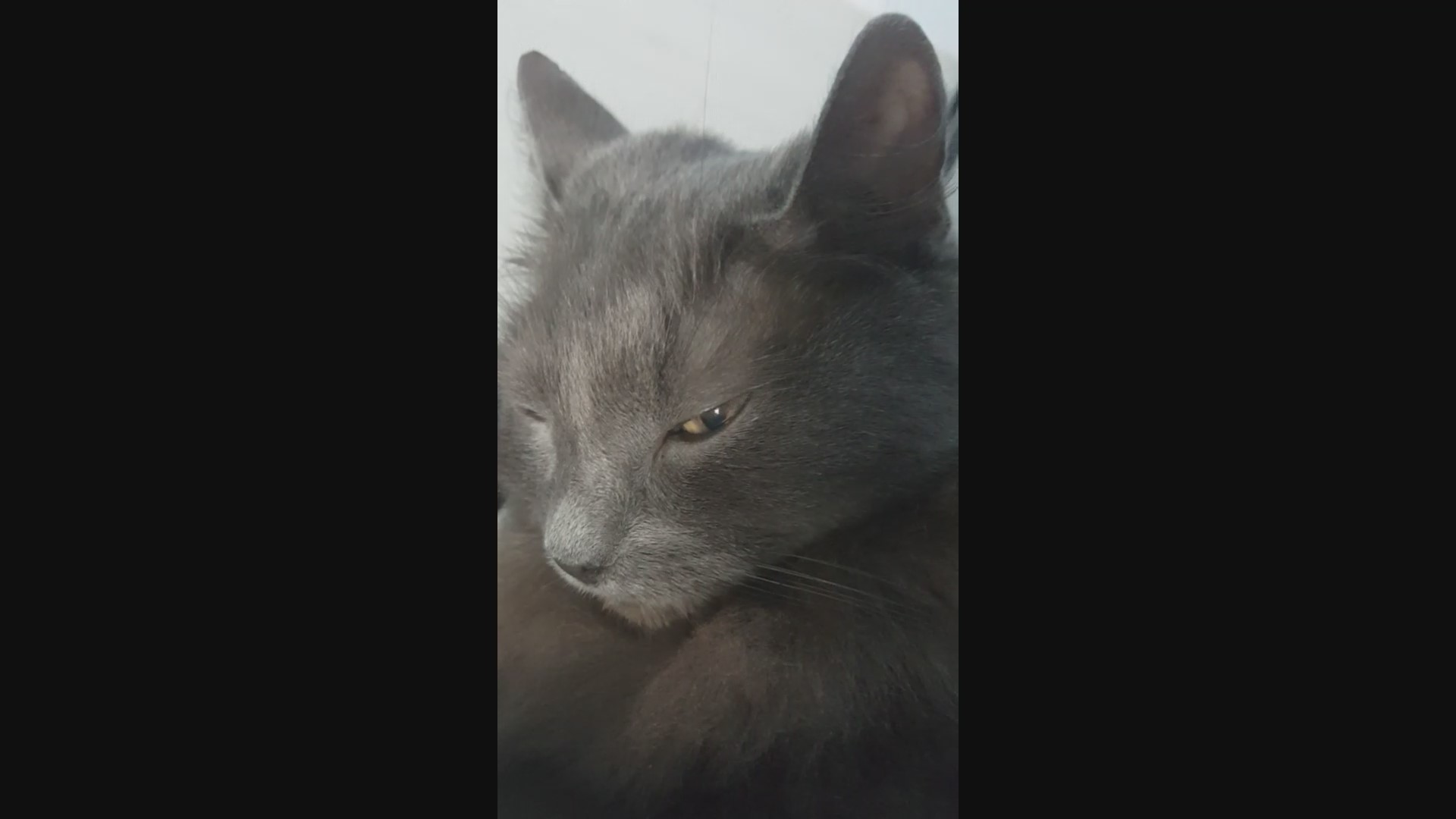 Крепкий сон кота Марсика