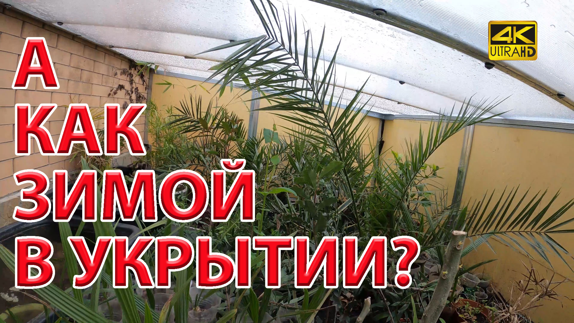 А как зимой у нас внутри укрытии тропических растений