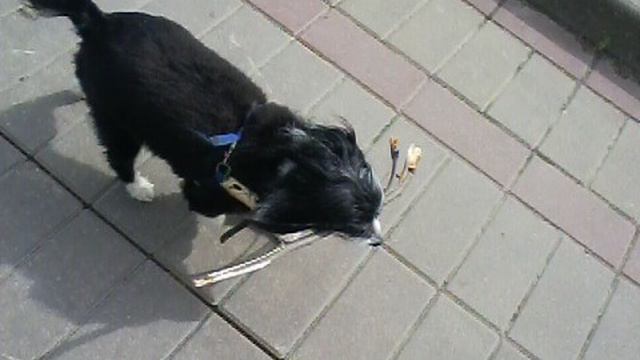 Ветреный день