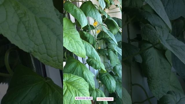 Огурцы на балконе