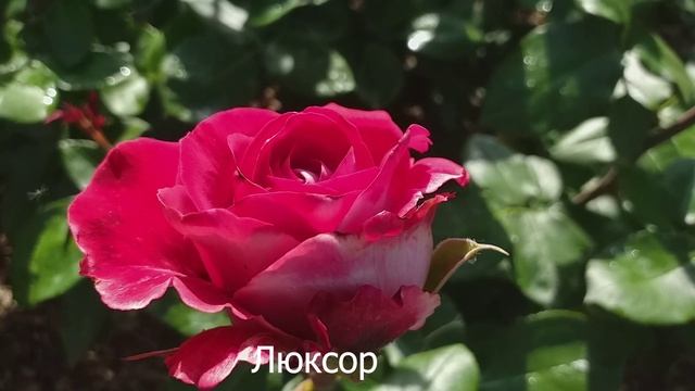 50 сортов ЧАЙНО-ГИБРИДНЫХ РОЗ сорта подписаны