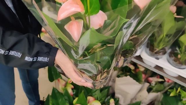 Цветы Вместе - Приемка растений из Голландии 18.04.2021 (Антуриум / Anthurium, Кротон, Пеперомия).