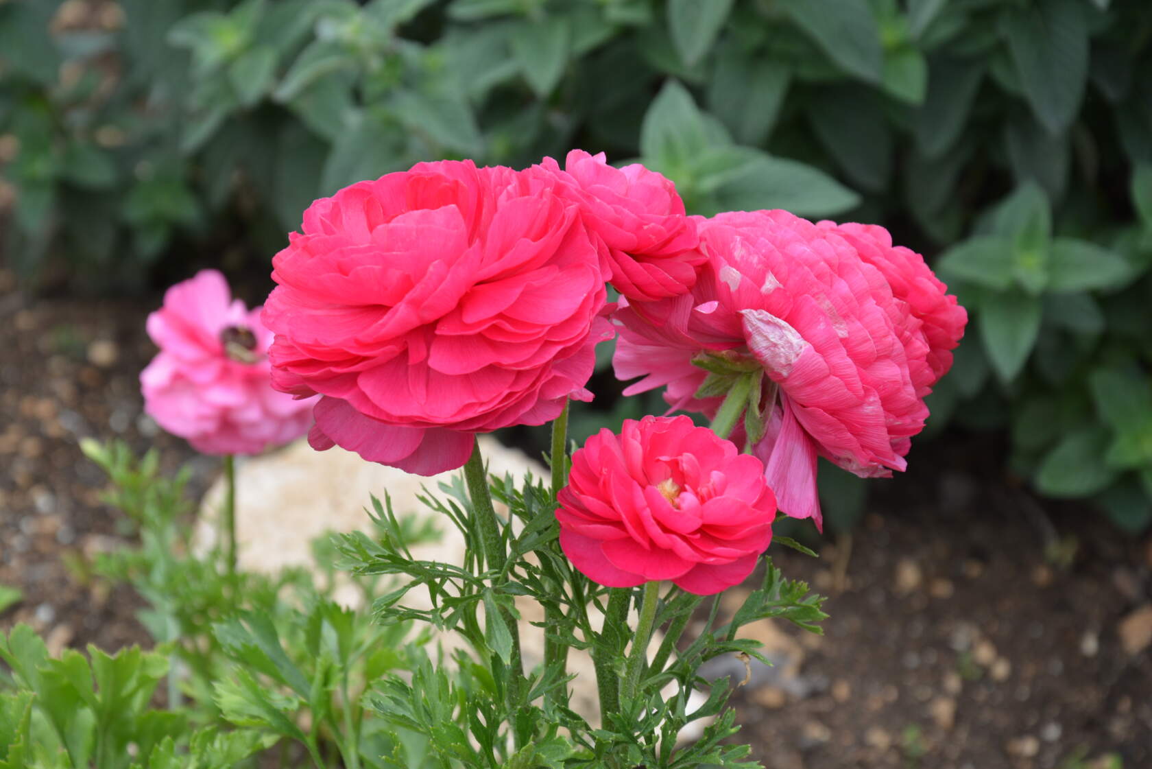 Ранункулюс или азиатский лютик