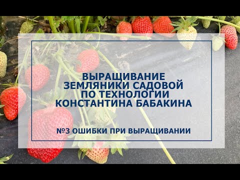 Основные ошибки при выращивании земляники/Земляника садовая