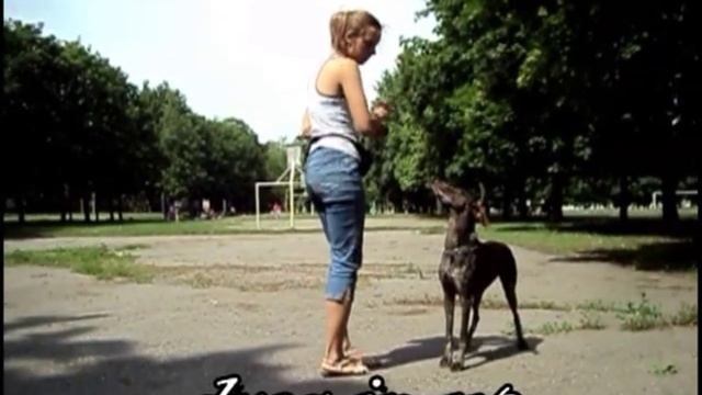 Как выбрать инструктора-кинолога для вашей собаки