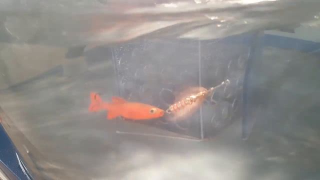 Блесна "TONDO Minnow" (Ilba)