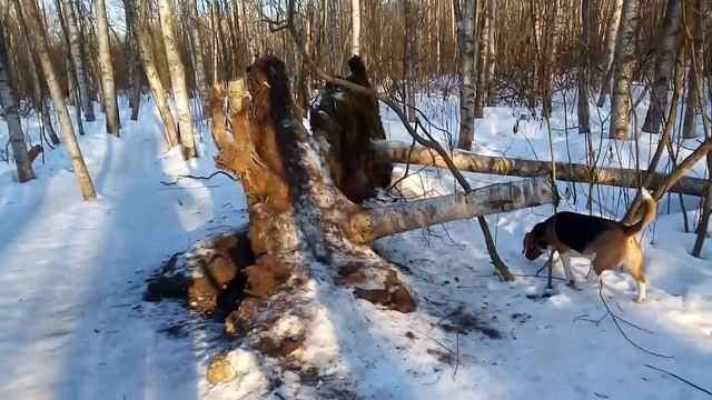 Через лес обратно.mp4