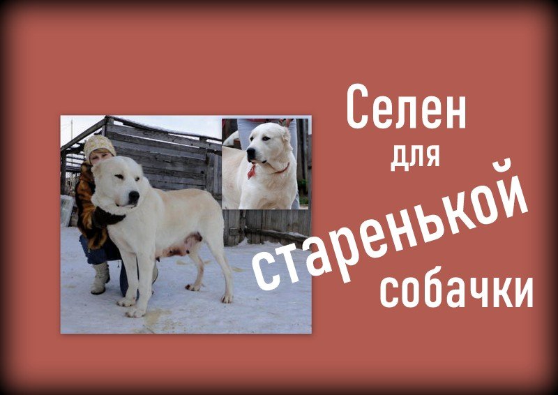 Селен для старенькой собачки.