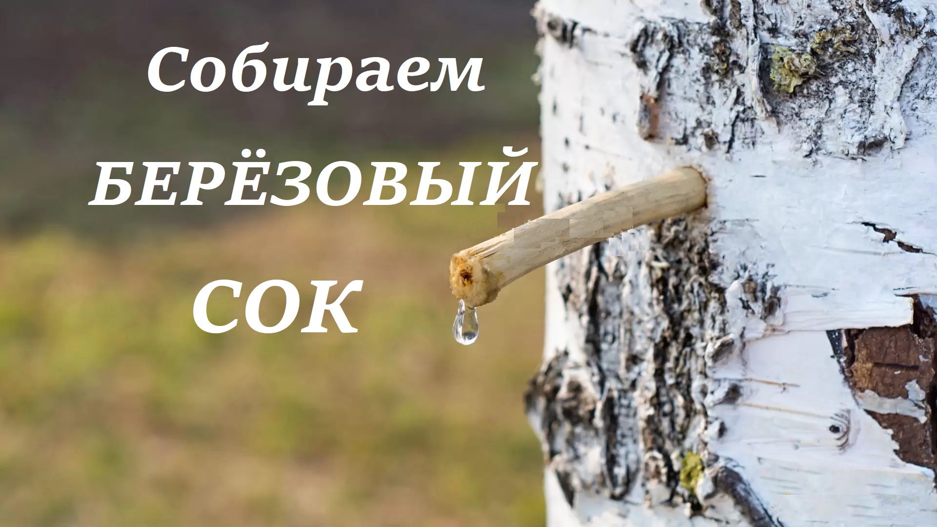 Когда и как собирать берёзовый сок