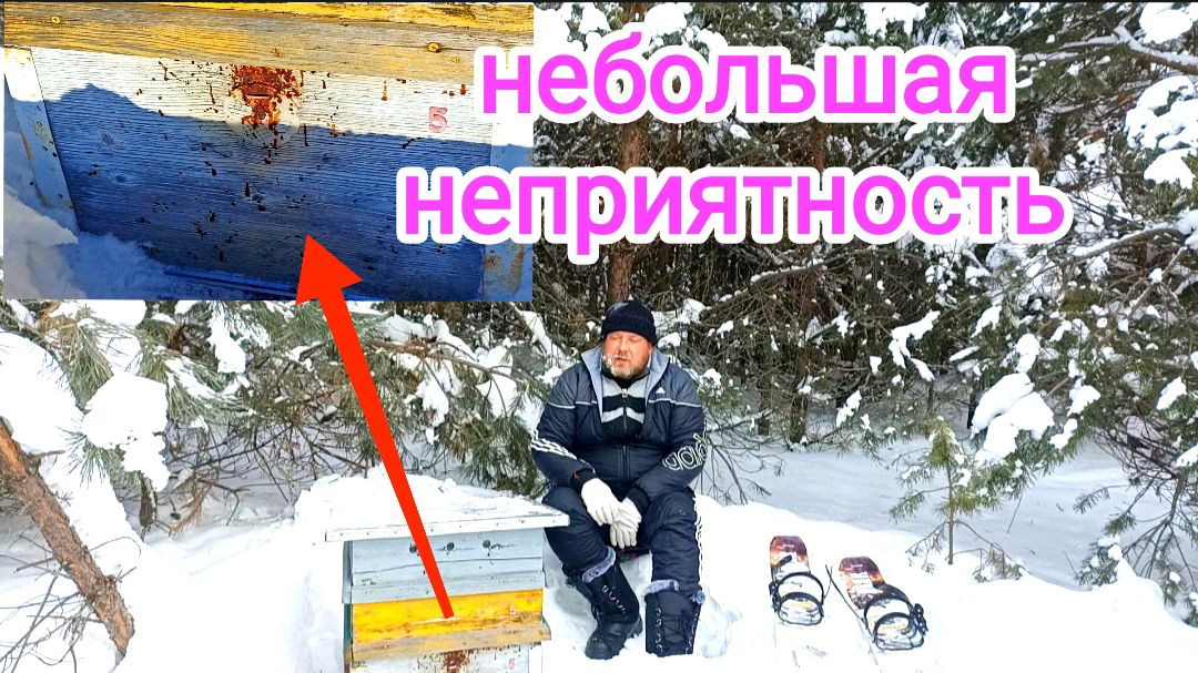 Зимовка пчёл в лесу. Всё плохо, или нет? Пчеловодство!
