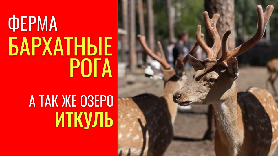 Поездка на ферму Бархатные рога в ста км. от города. Олени, страусы, павлины, еноты, яки, верблюд...