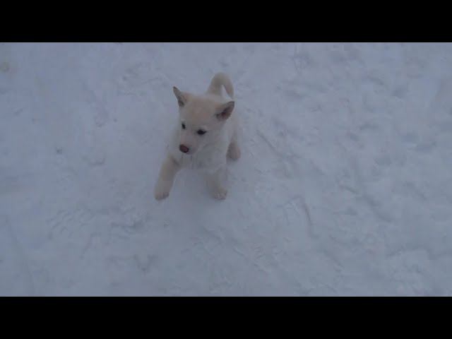 Зарюшкины детки 2