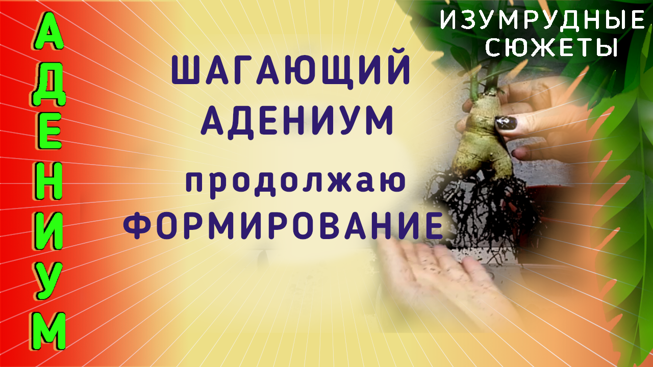 АДЕНИУМ. ФОРМИРОВАНИЕ |СОЗДАНИЕ КОРНЕВОЙ АДЕНИУМА в закрытой системе.