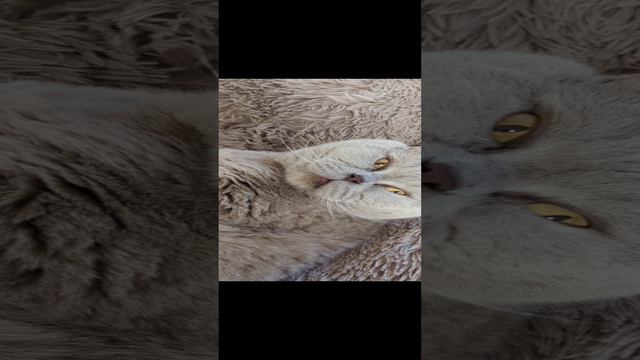 Мяяяя, фыть, фыть 😸