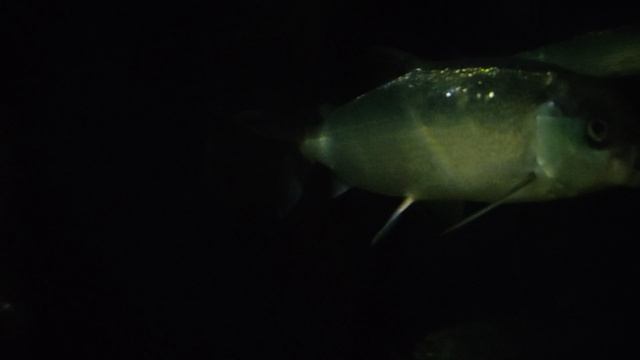 Листвянка.Байкальский Музей.Сиг,Осетр.