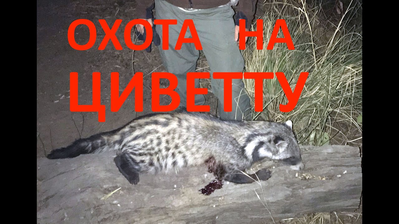 Ночная охота на африканскую циветту